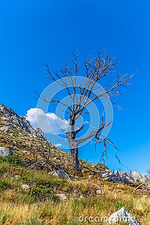 View Of Burned Tree And Broken, Result Of The Fires, At The Top Of ...