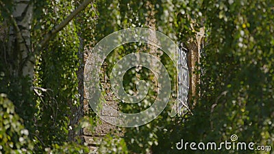 Looking through Vines at a Castle Stock Footage - Video of secluded ...