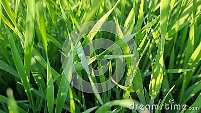 View of a Fast Running Animal or Human. Scampering through Grass POV ...