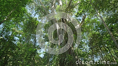 Inside Amazon Rainforest with Lush Trees in South America Stock Footage ...