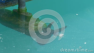 Boat Propeller under Water stock footage. Video of plunge - 149395900