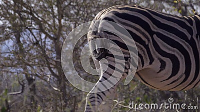 Rear End and Tail of a Zebra Stock Video - Video of hunted, spiral ...
