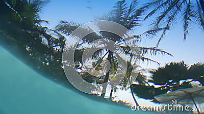 View from Underwater of Pool on Palm Trees Over Water Stock Footage ...