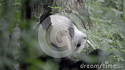 Wild Panda Chewing at a Piece of Broken Bamboo Stock Footage - Video of ...