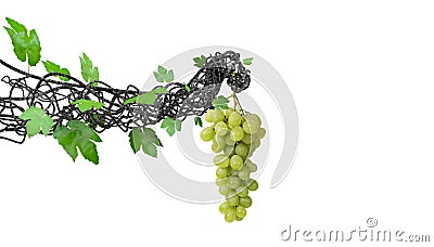 Vine In The Shape Of An Arm Holding Grapes Stock Image | CartoonDealer ...