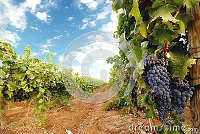 Vineyard Stock Photography - Image: 6185202