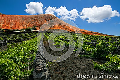 Vineyard in Pico, Azores stock photo. Image of winery - 20088356