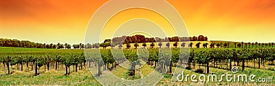 Vineyard Panorama Sunset Royalty Free Stock Images - Image: 2305059