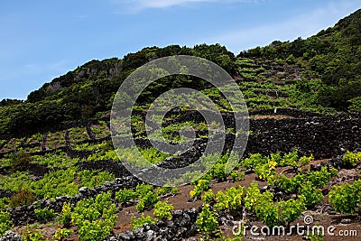 Vineyard In Pico, Azores Royalty Free Stock Image - Image: 20088356
