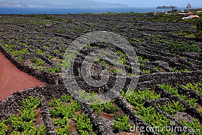 Vineyard in Pico, Azores stock photo. Image of winery - 20088356