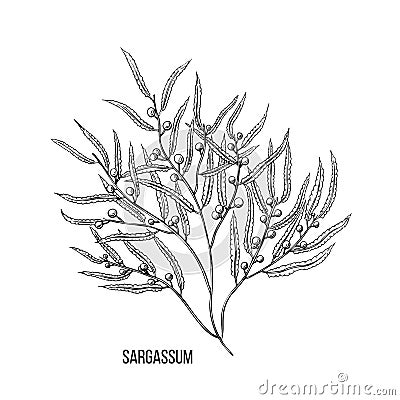 Vintage Doodle Illustration With Black Sargassum Algae Sketch. Vector ...