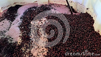 Wine Making Punch Down Process of Red Wine Grapes during Fermentation ...