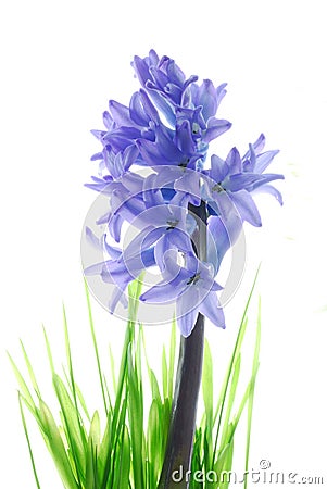 Violet Daffodils Stock Photos - Image: 4751513