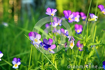 Violets On Field Royalty Free Stock Photography - Image: 11689747