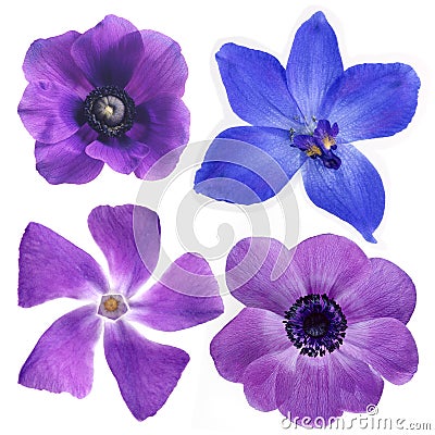 Violette Blumen Lizenzfreie Stockfotografie - Bild: 19767797