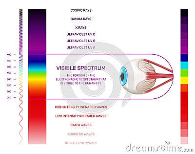 Visible Light Spectrum Infographics Royalty-Free Cartoon ...