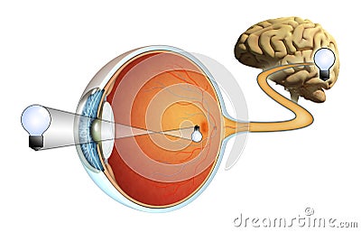 Human eye anatomy stock vector. Illustration of blind - 68225090