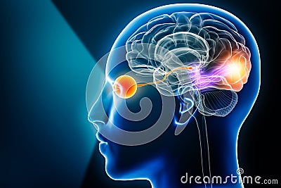 Visual Pathway With Eye, Optic Nerve And Visual Cortex 3D Rendering ...