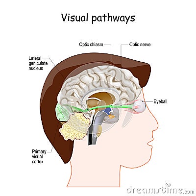 Visual Pathways And Optic Nerve Anatomy Cartoon Vector | CartoonDealer ...