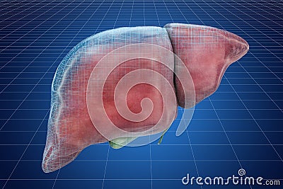 Visualization 3d Cad Model Of Human Liver, 3D Rendering Stock ...