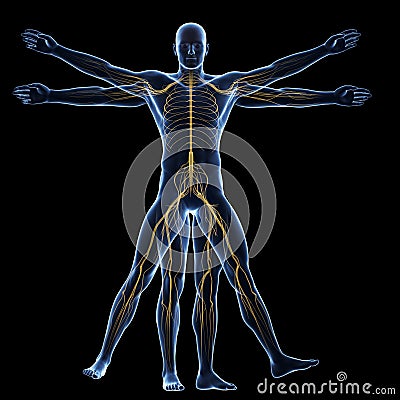 Vitruvian Man - Nervous System Stock Photo - Image: 34776730