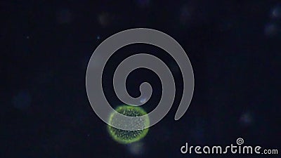 Volvox Aureus Under Microscope Rotating Colonies Bacteria Cells. Stock ...
