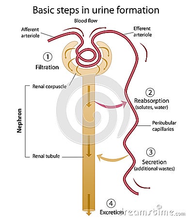 Vorming Van Urine Stock Foto - Afbeelding: 19492080