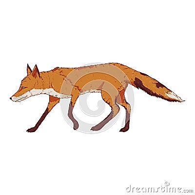 Walking Fox. Side View. Vector Illustration | CartoonDealer.com #223903261