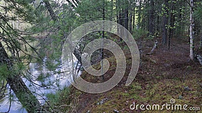 Walking Inside the Dense Taiga Stock Footage - Video of birch, mirror ...