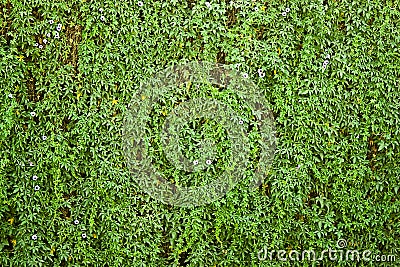 Wall Covered With Greenery And Flower Stock Photos - Image: 13565883