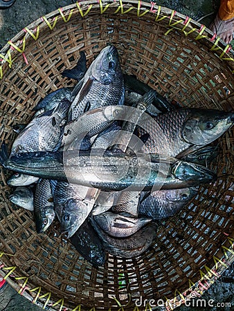 Wallago Attu Freshwater Shark Catfish With Sharp Teeth River Monster ...