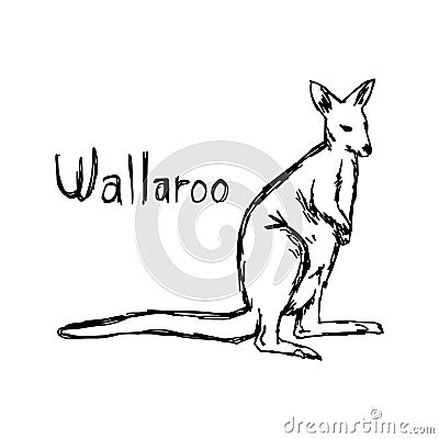 Wallaroo - Vector Illustration Sketch Hand Drawn With Black Line ...