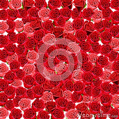 Wallpaper Of Red And Pink Roses Stock Image - Image: 19379161