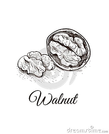 Walnut Sketch Hand Drawing. Vector Illustration | CartoonDealer.com ...