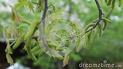 Walnut Tree Flowers in Spring. Walnut Flowers Blooming on Walnut Tree ...