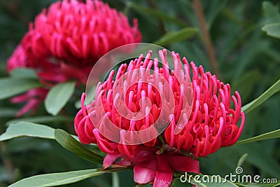 Waratah Stock Photo - Image: 6661950