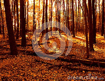 Warm Colors Woods And Fall Leaves In Autumn Forest Royalty Free Stock ...