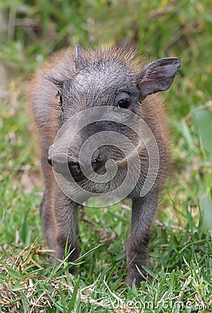Warthog Baby Royalty Free Stock Photography - Image: 11811127