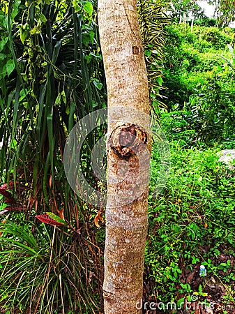 Waru Tree. A Legendary Tree Whose Leaves Have Been A Symbol Of Love ...