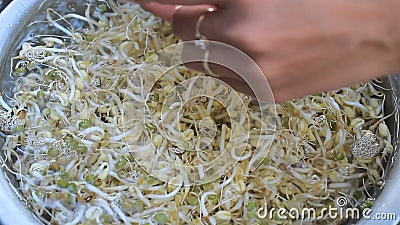Bean sprout stock video footage. Video of natural, landscape - 35779067