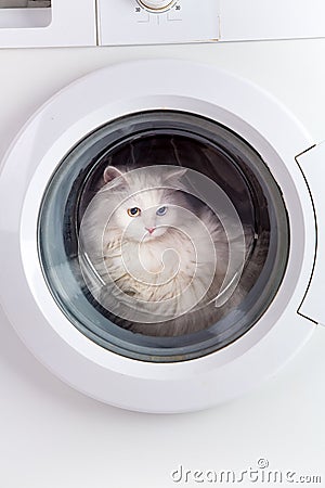 Washing Machine And Cat Royalty Free Stock Images - Image: 34899549