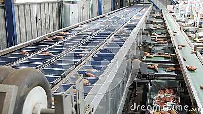 Washing and Sorting of Sweet Potatoes in an Agricultural Packing ...