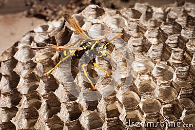 Wasp On The Cells Stock Photo | CartoonDealer.com #80701956