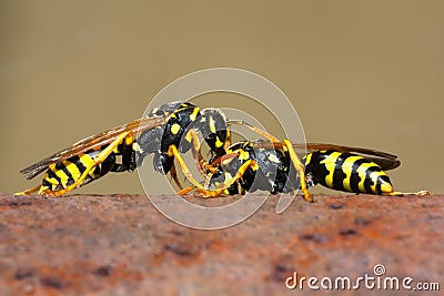 Wasps Fighting Stock Photo | CartoonDealer.com #18992874