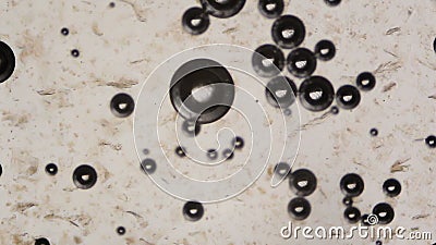 Water Bubbles Under the Microscope Stock Video - Video of organism ...