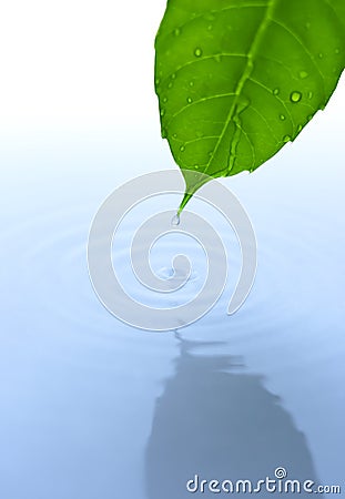 Green Leaf Over Water Reflection Stock Photo - Image of freshness ...