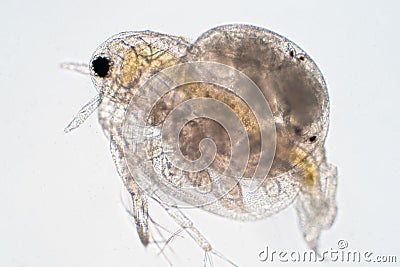 Water Flea Daphnia Magna Is A Small Planktonic Crustacean Under ...
