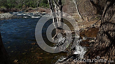 Water Flowing Over Tree Roots and into a River Stock Footage - Video of ...