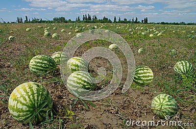 Water-melons In The Field Stock Photos - Image: 15871613