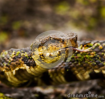 Water Moccasin Royalty Free Stock Images - Image: 8275819